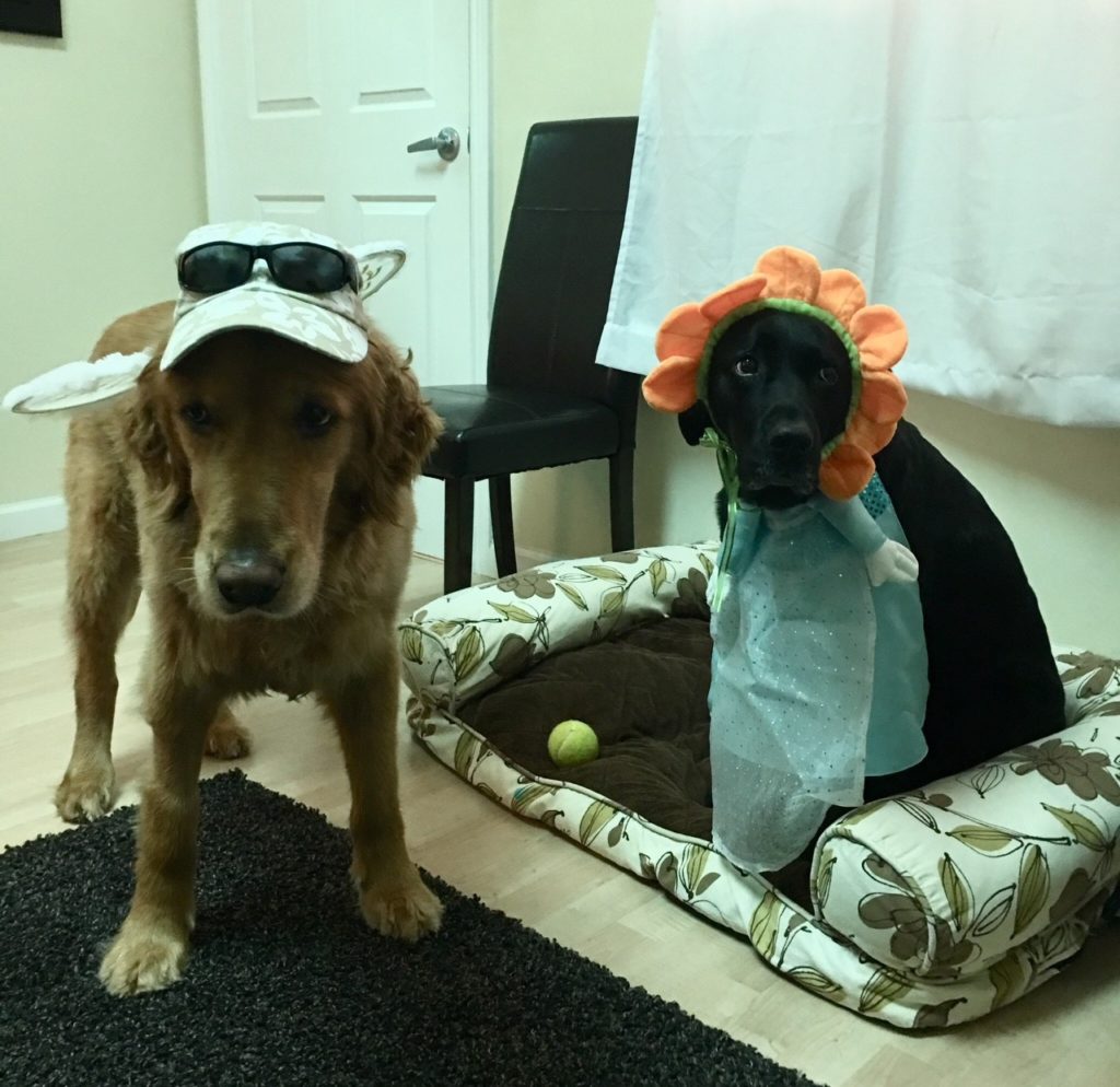 Rachele brings Therapy Dogs, Cayenne and Torey to Seven Bridges Therapy ...